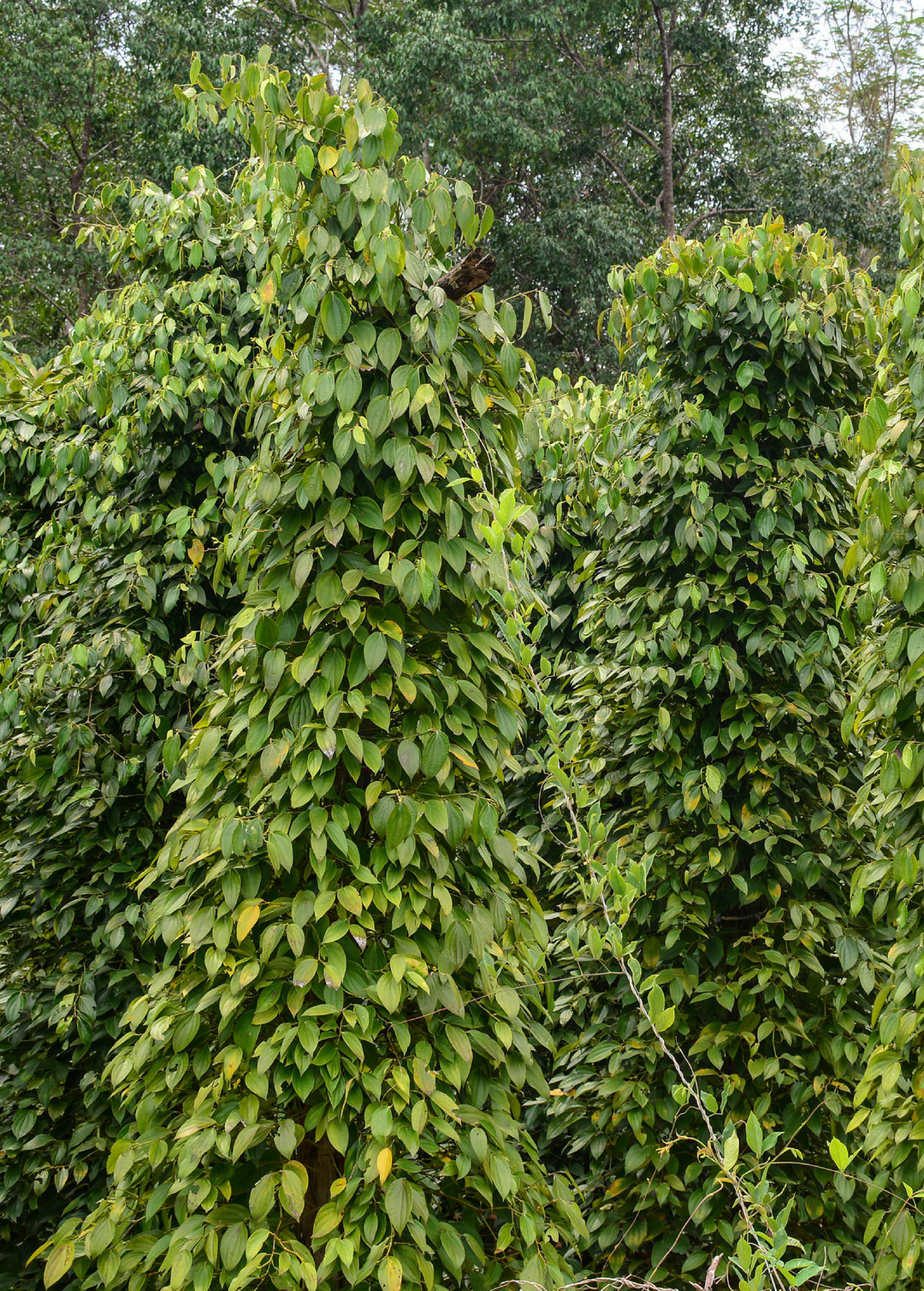 Black Peppercorn Tree