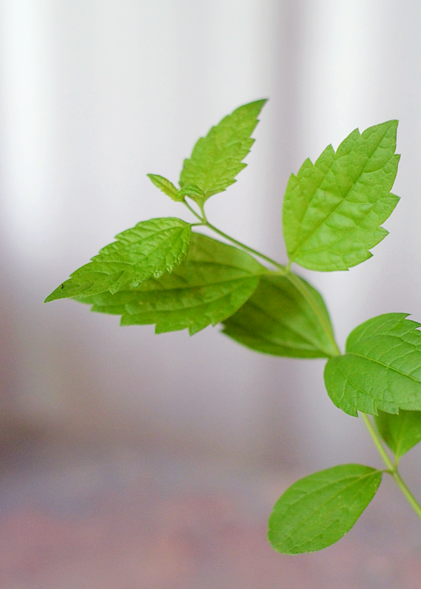 Calea Dream (Calea zacatechichi) - Medicinal Herb Plant | Sow Exotic