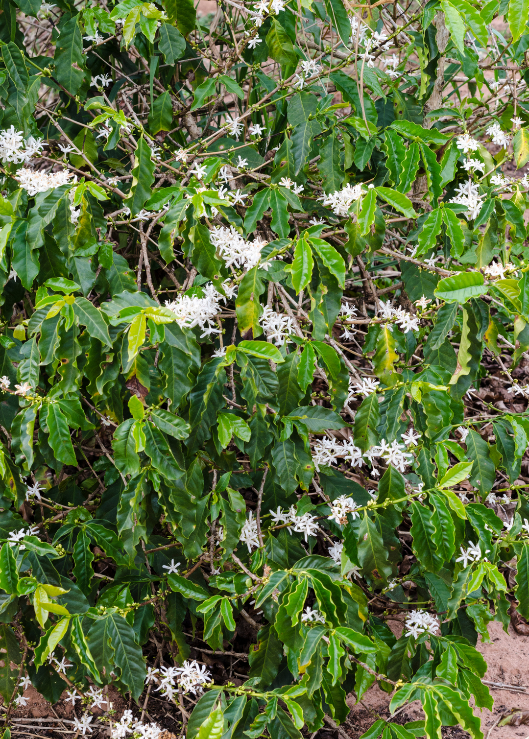 Coffee Tree Flowers