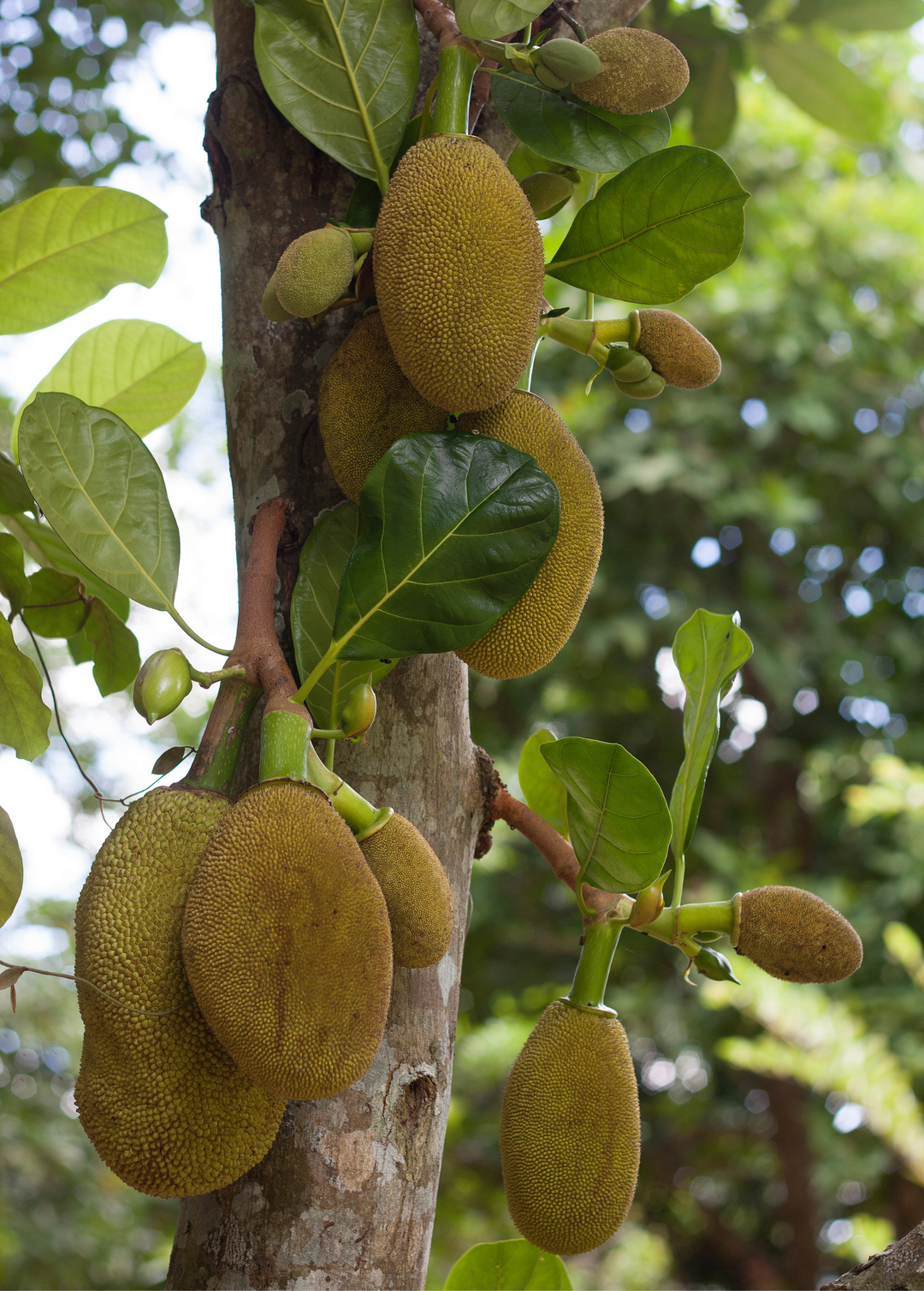 Jackfruit Size A Grade Green Superior Exotic Jackfruit, Carton,