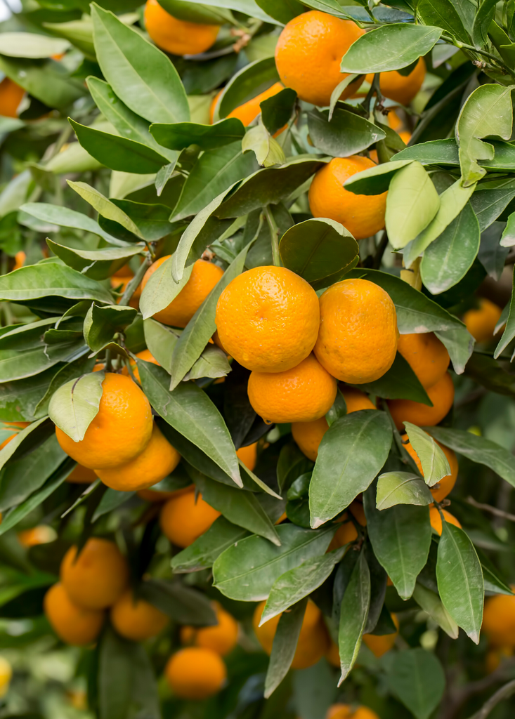 when do tangerine tree fruit
