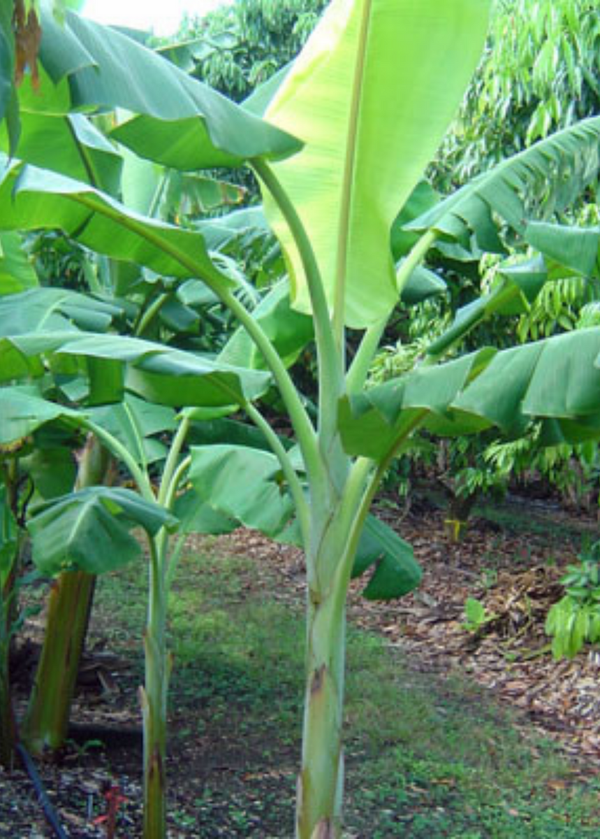 Dwarf Orinoco Banana Fruit Tree | Sow Exotic