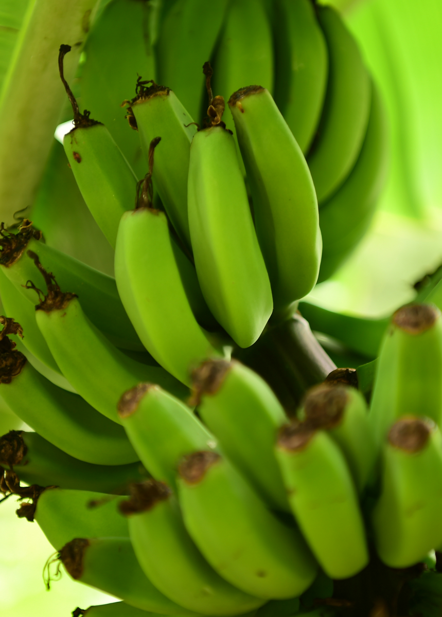 Dwarf Orinoco Banana Fruit Tree | Sow Exotic
