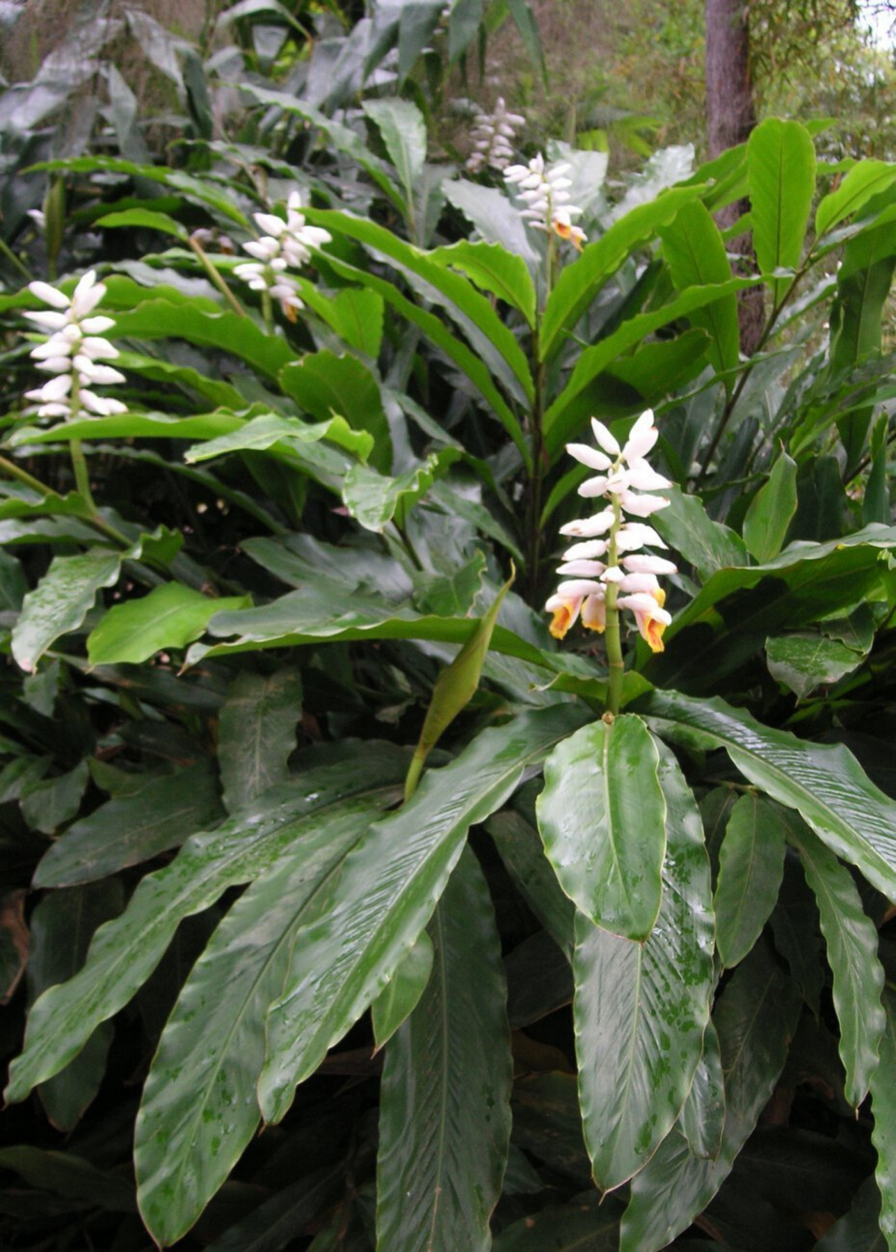 False Cardamom Plant - Medicinal Herb | Sow Exotic