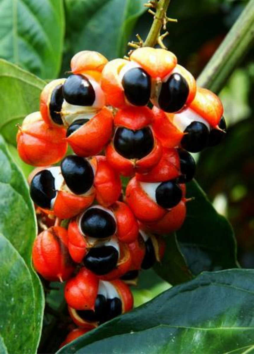 Guarana Plant (Paullinia cupana) Rare Fruiting Vine | Sow Exotic