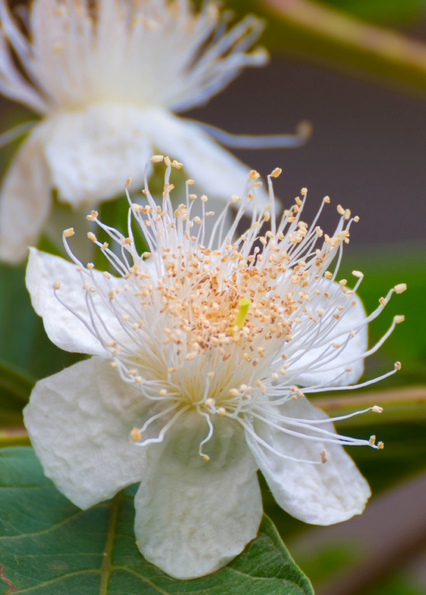 Florida Guava | Subtropical Fruit Tree | Sow Exotic