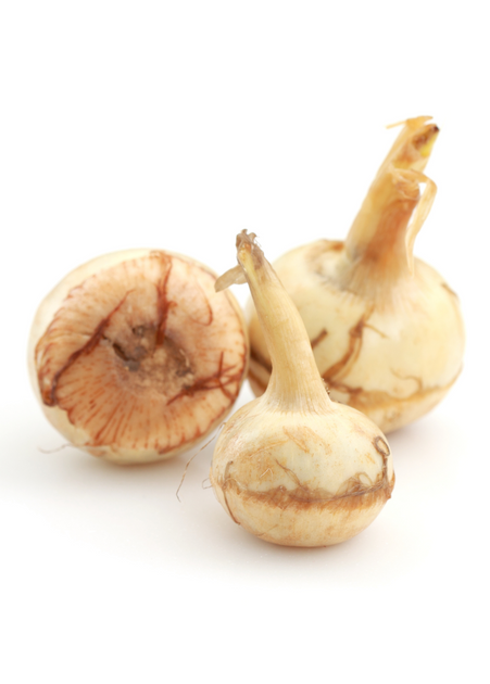 Culinary Medicinal Herbs For Sale – Page 4 – Sow Exotic