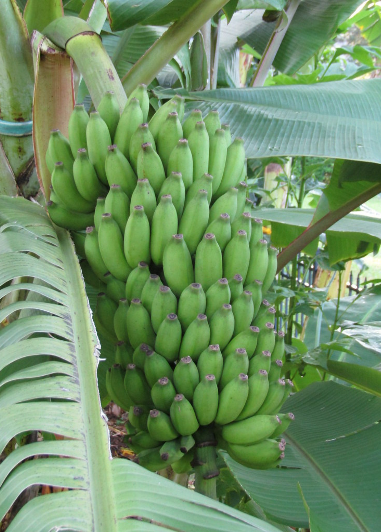 'Pisang Ceylon' (Mysore) Banana | Tropical Fruit Tree | Sow Exotic
