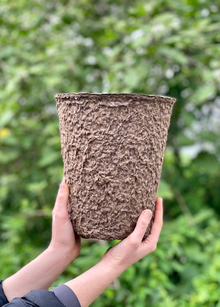 Sow Exotic | Garden Tools | Large Plantable Western Pulp Pots
