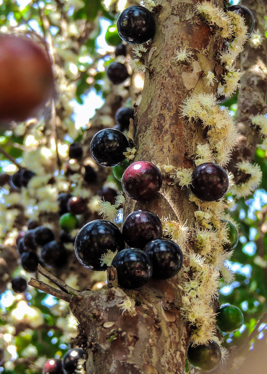 Jabuticaba Frucht