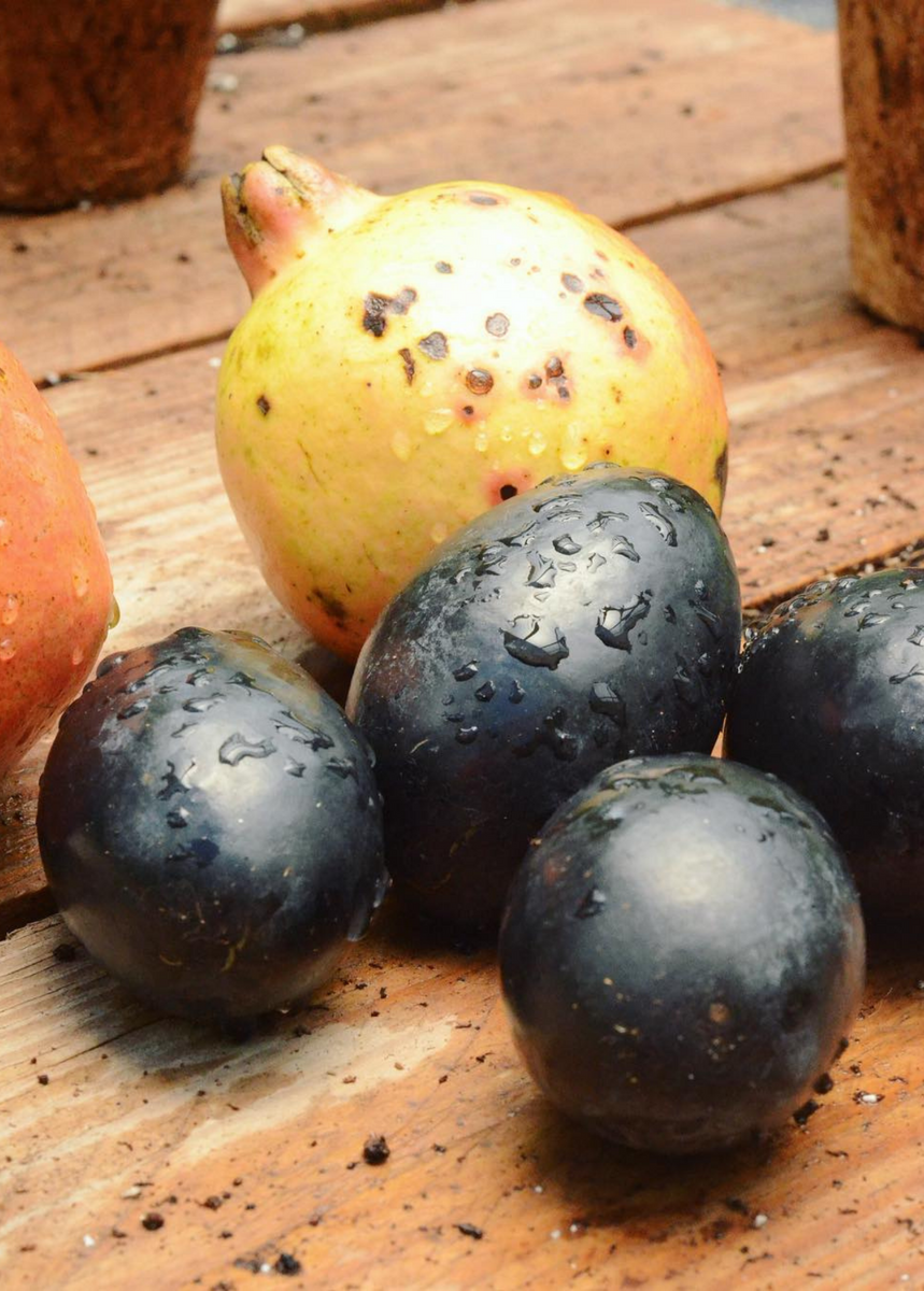 Avocado 'Joey' (Persea americana) | Live Fruit Tree | Sow Exotic