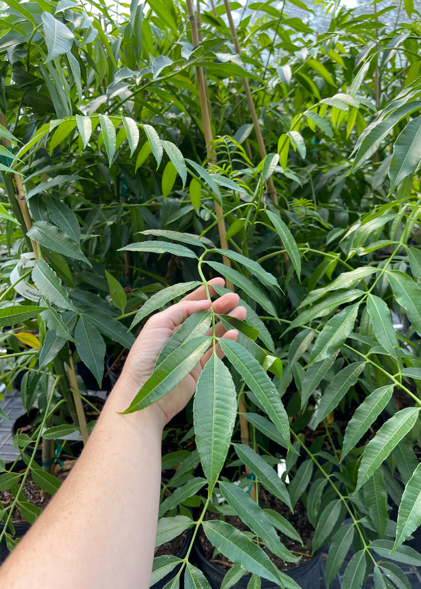 June Plum | Tropical Fruit Tree | Sow Exotic