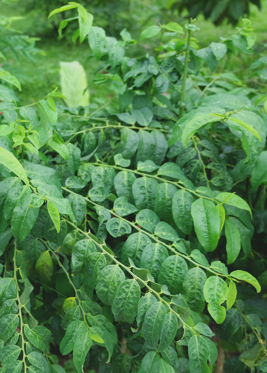 Katuk plants for sale - SowExotic.com – Sow Exotic