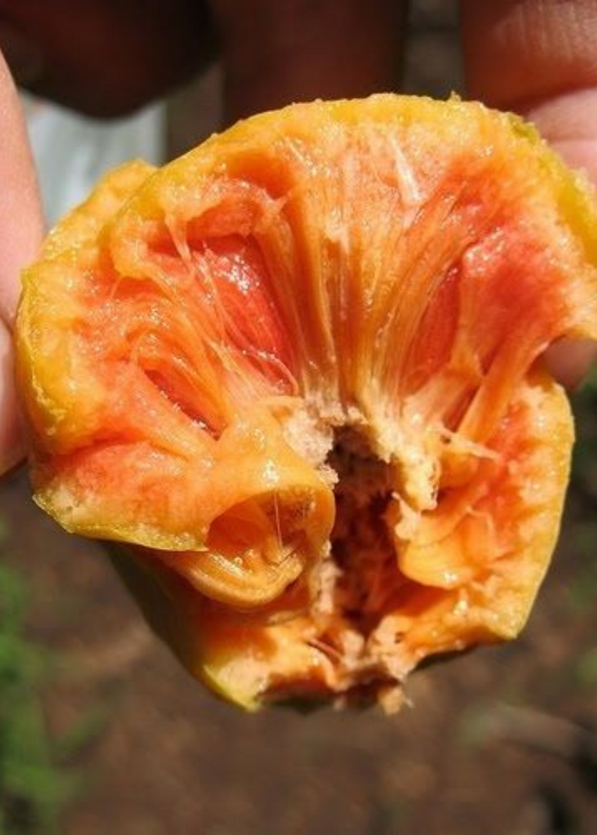 Lakoocha | Live Fruit Tree | Sow Exotic