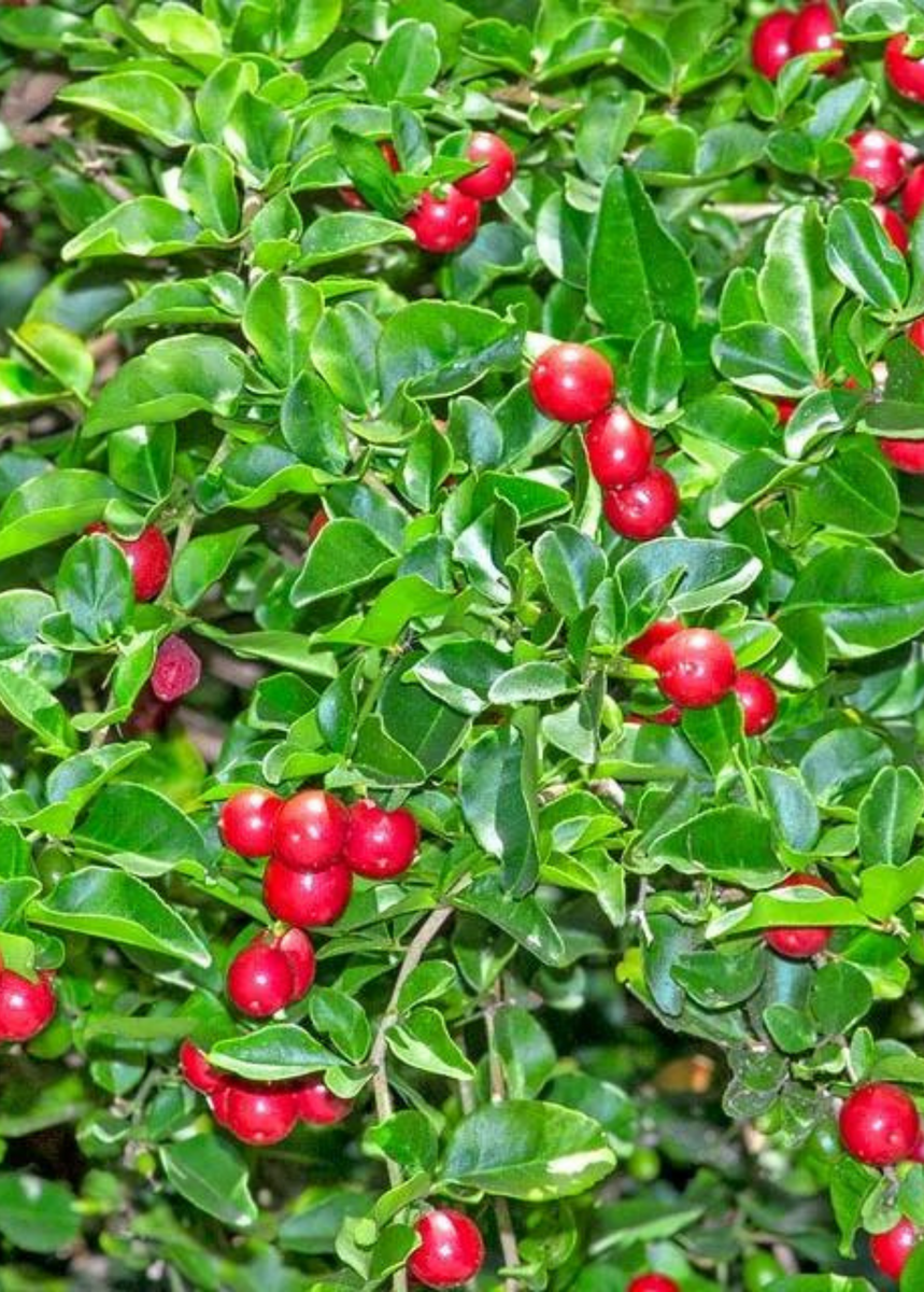Limeberry | Live Fruiting Shrub Plant | Sow Exotic