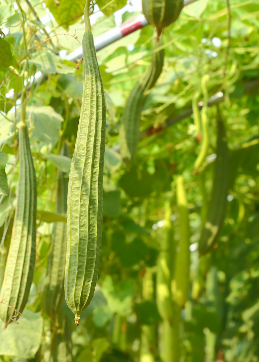 Luffa Gourd | Unique Annual Fruiting Vine | Sow Exotic