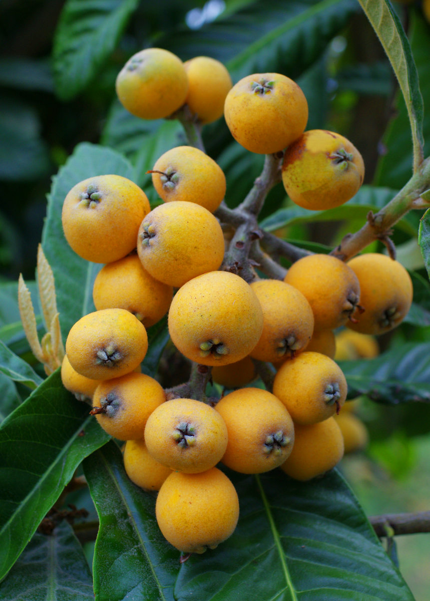 Christmas Loquat Fruit Tree, Eriobotrya japonica | Sow Exotic