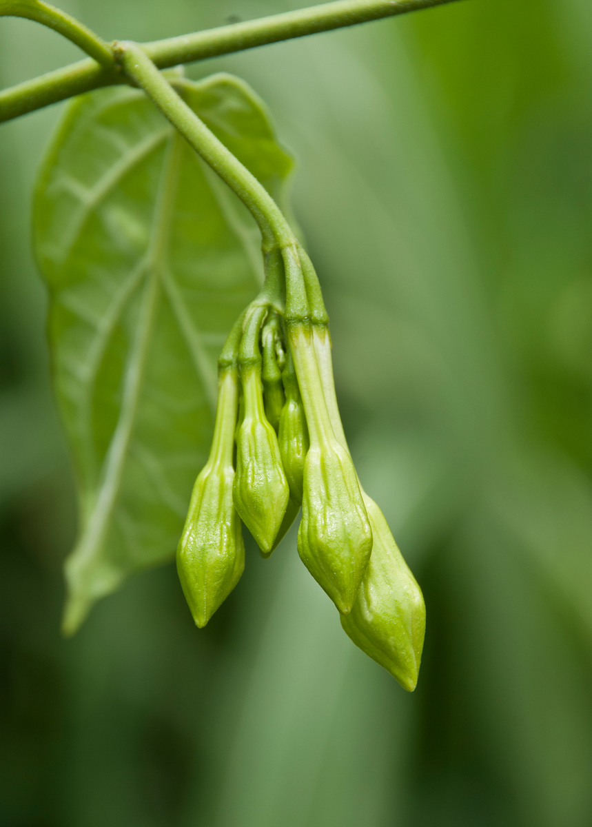 Loroco | Live Rare Herb | Sow Exotic