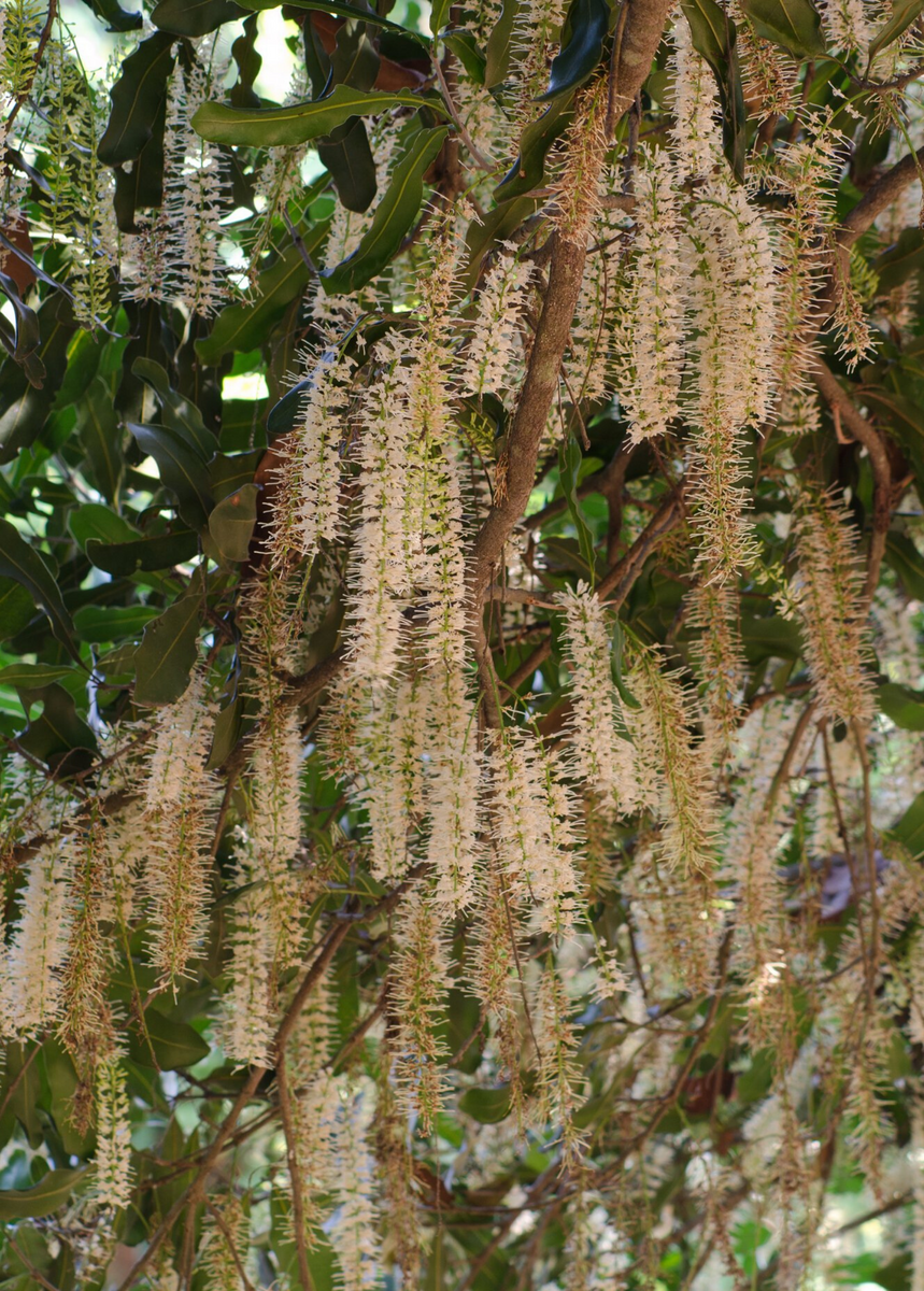 Macadamia Nut 'Queen Anne' (Macadamia integrifolia) | Sow Exotic