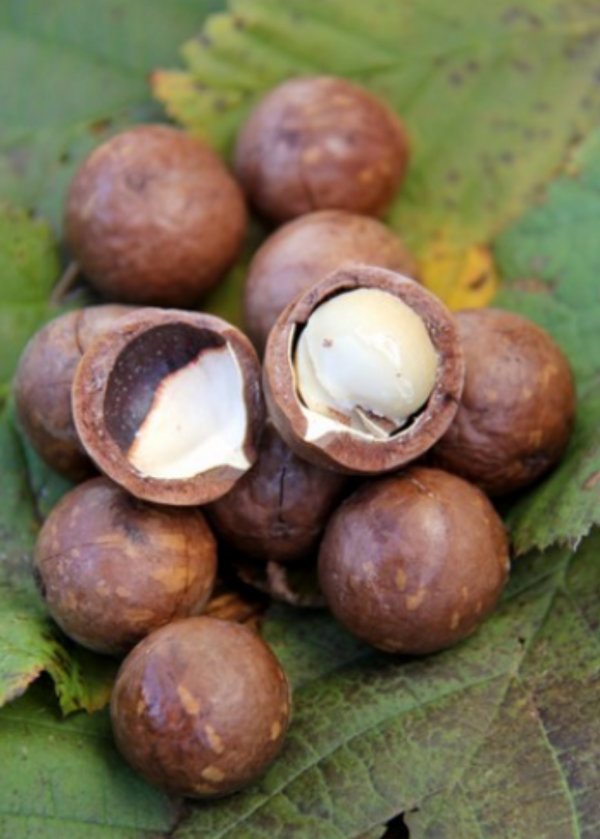 Beaumont Macadamia Nut Trees For Sale - SowExotic.com – Sow Exotic