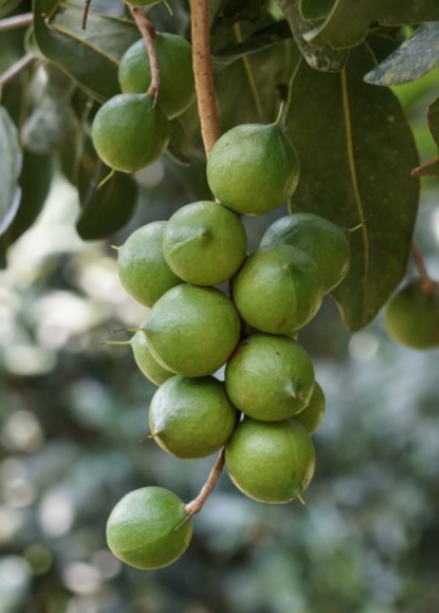 Macadamia Nut 'Queen Anne' (Macadamia integrifolia) | Sow Exotic
