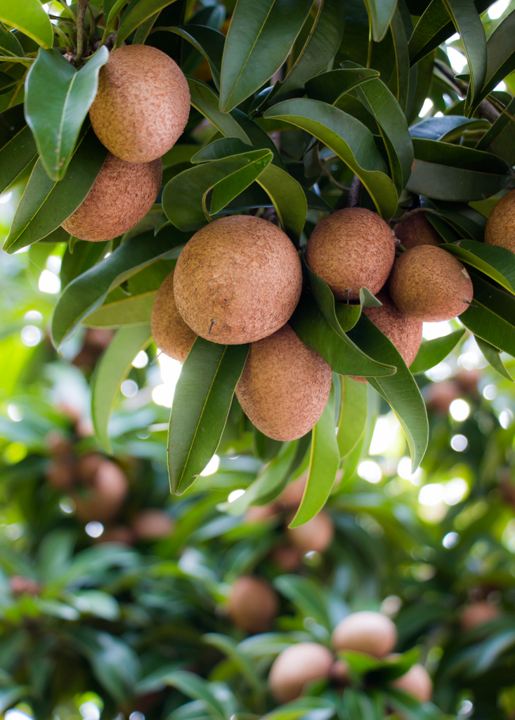 Dwarf Sapodilla Tree