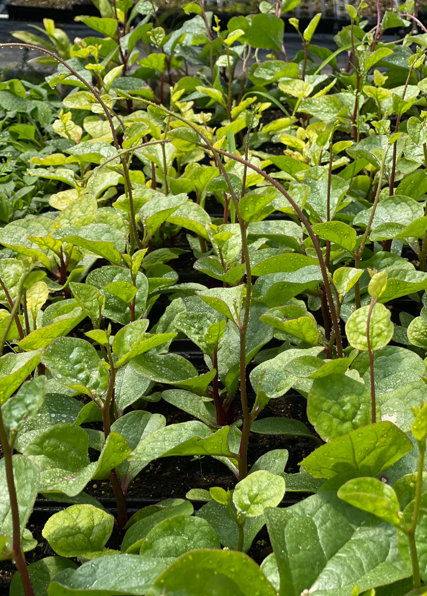 Malabar Spinach | Beautiful Annual Climbing Vine | Sow Exotic
