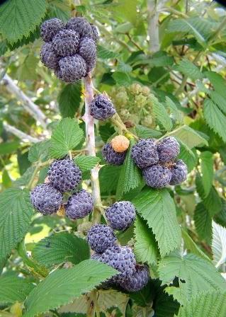 Mysore Raspberry | Rare Tropical Fruiting Shrub | Sow Exotic