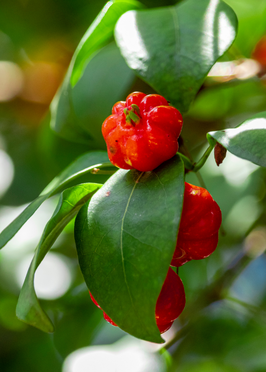 Surinam Cherry Seedling Fruit Tree | Sow Exotic