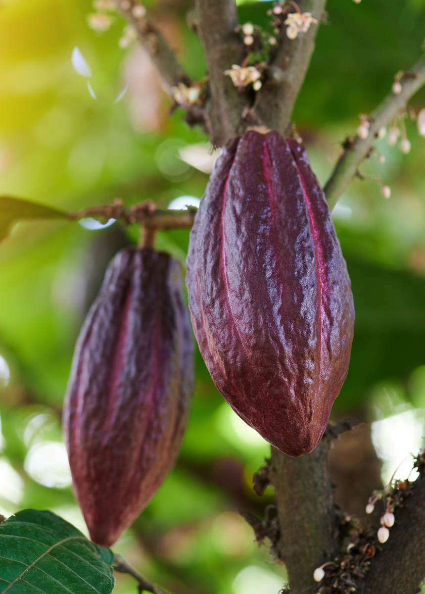 Red Cacao Tree | Rare Tropical Fruit Tree | Sow Exotic