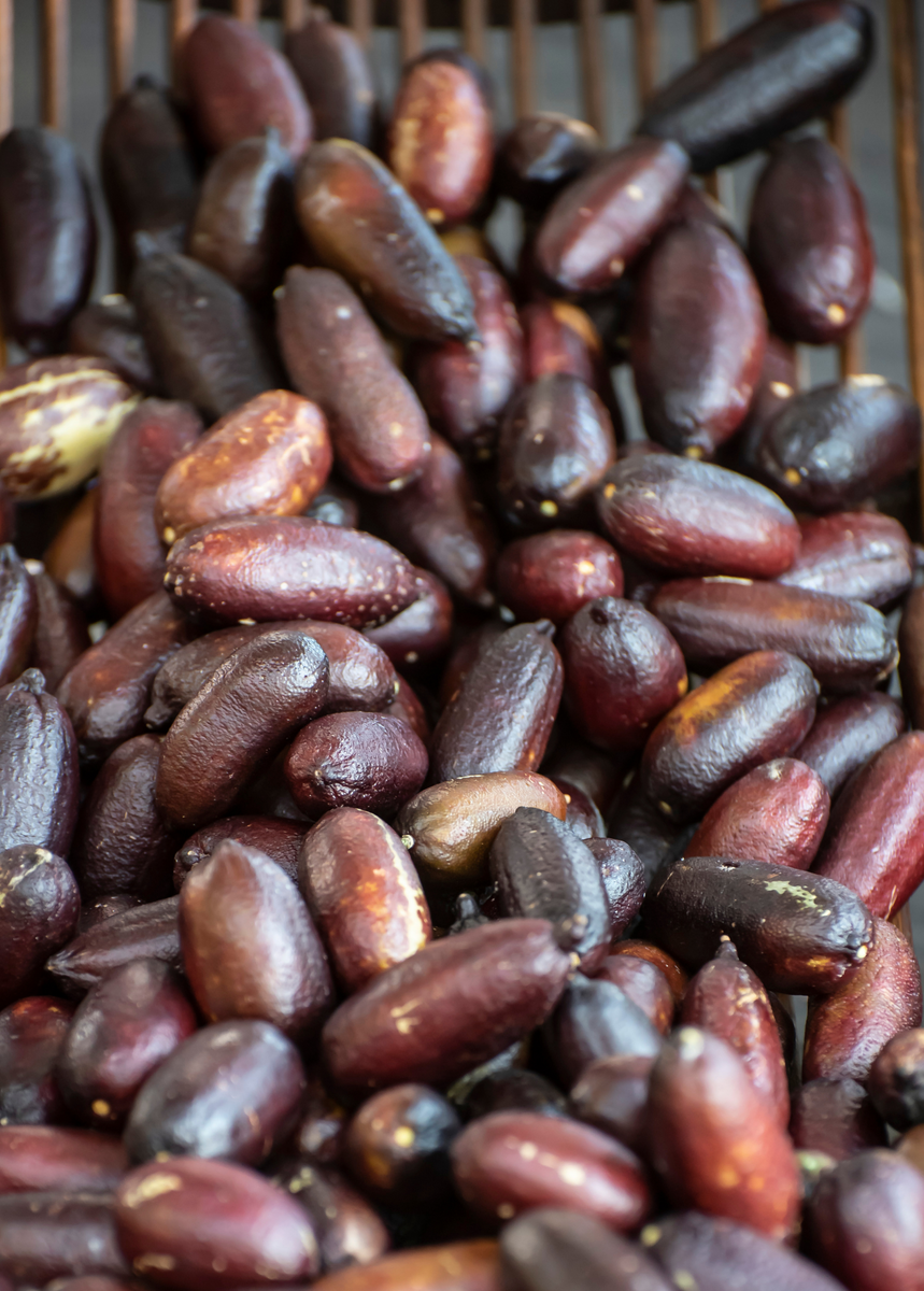 Red Finger Lime Citrus Fruit Trees For Sale - SowExotic.com – Sow Exotic