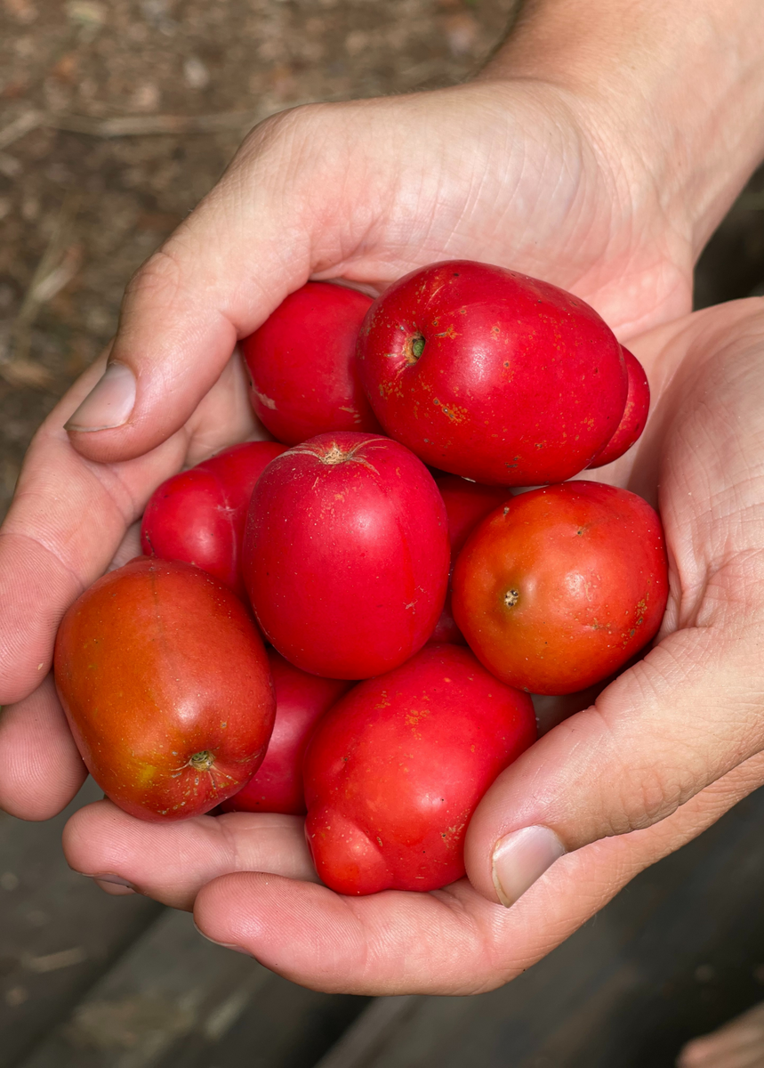 June Plum | Tropical Fruit Tree | Sow Exotic
