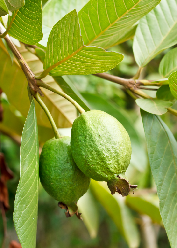 Guayaba Fruit Tree