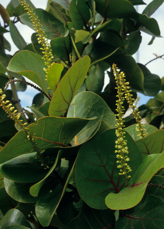 Sea Grape Tree Propagation
