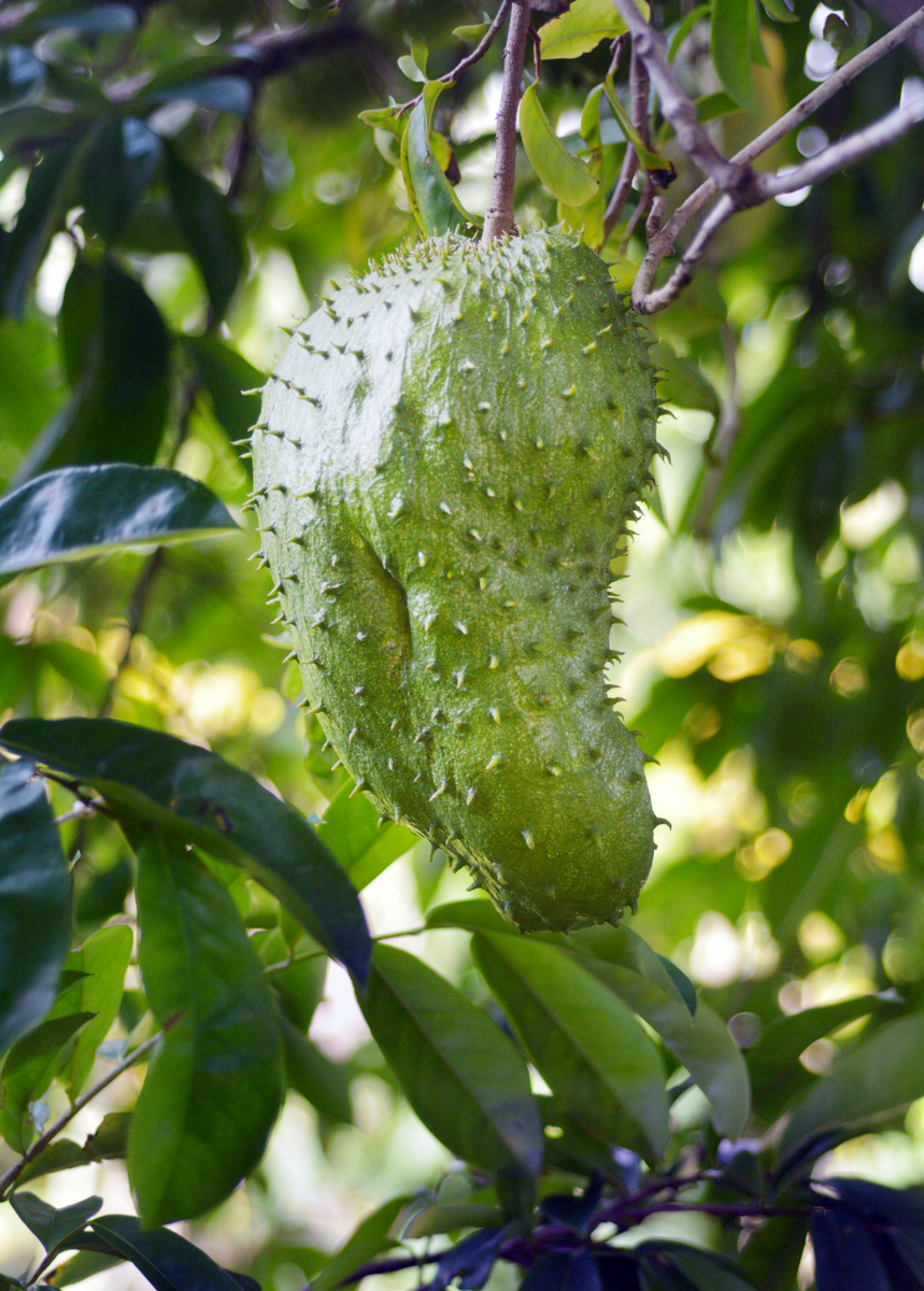 Soursop Tree