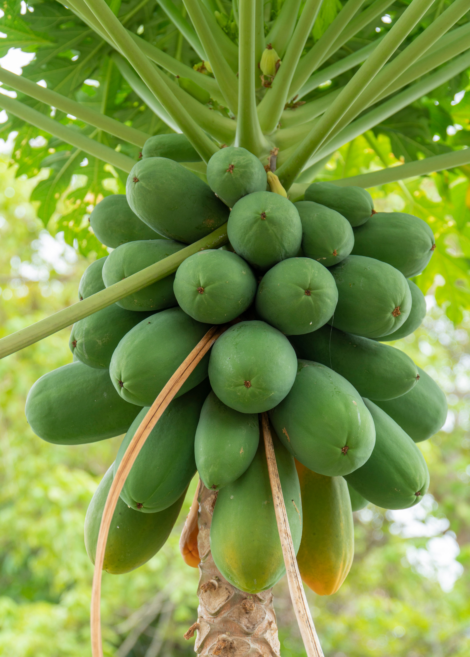 Red Lady Papaya Trees How To Grow Red Lady Papaya Care And Diseases