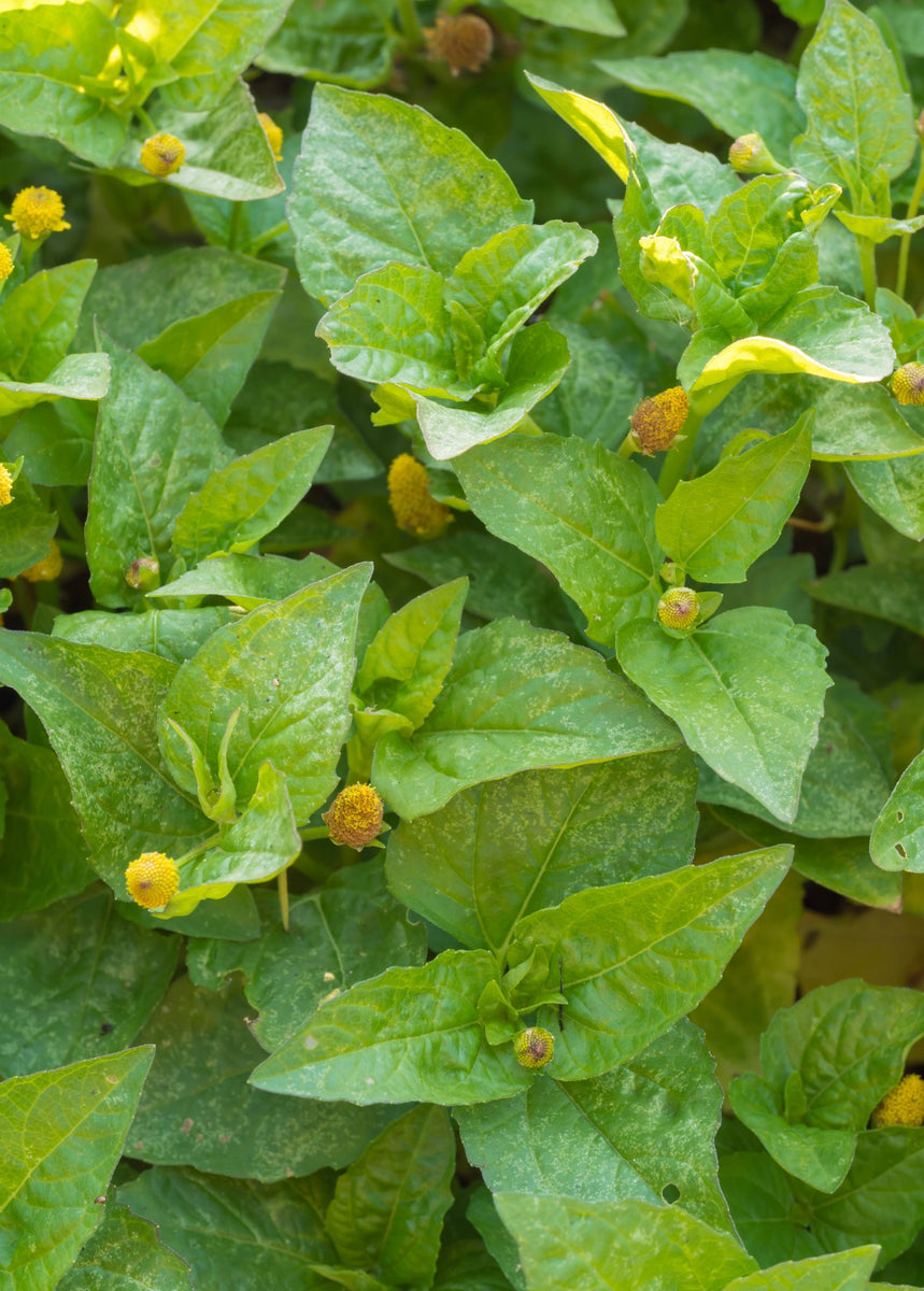 Electric Daisy Toothache Plant Spilanthes acmella | Sow Exotic