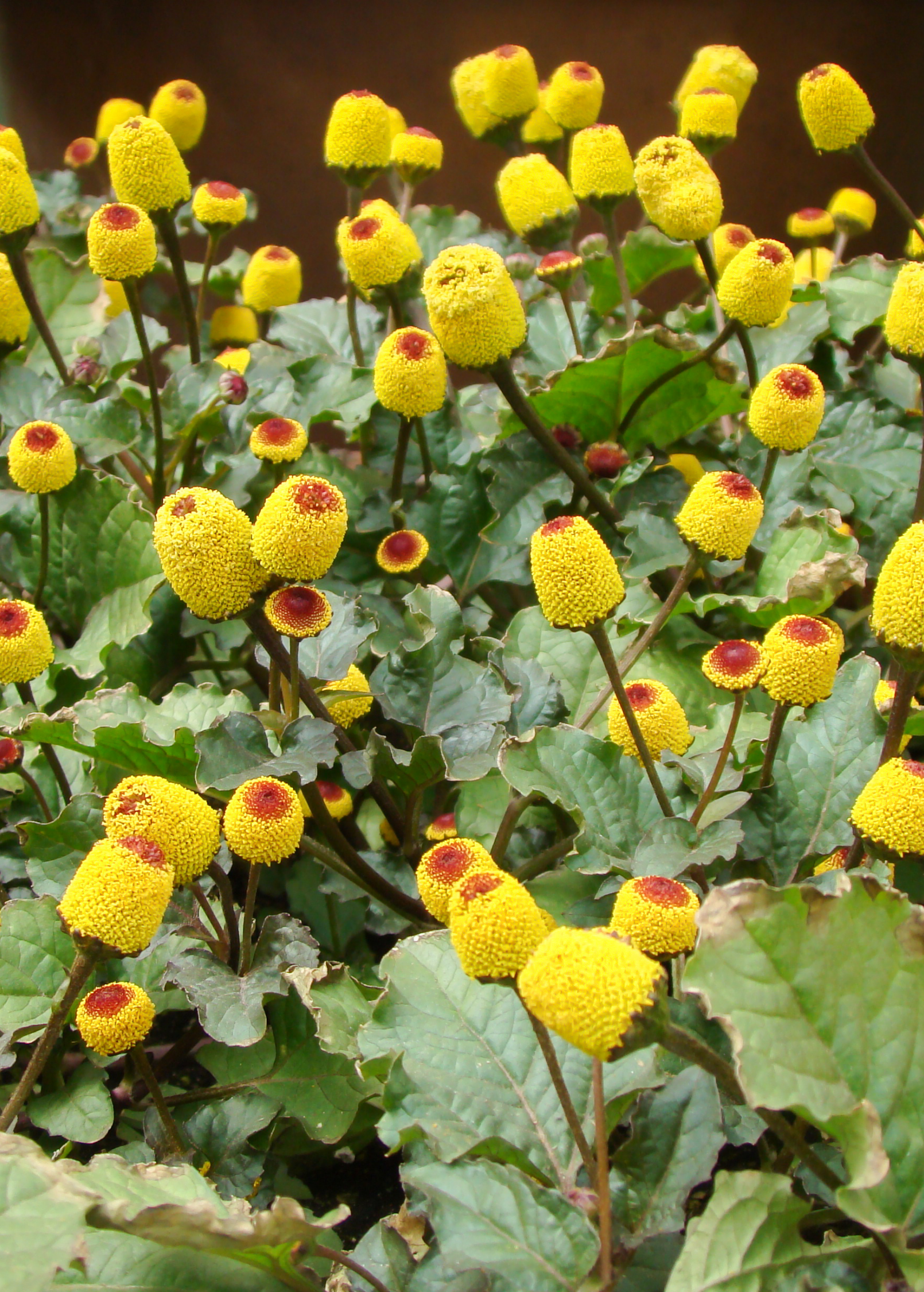 Toothache Plant Acmella Oleracea | Toothache Plant | 20 Seeds