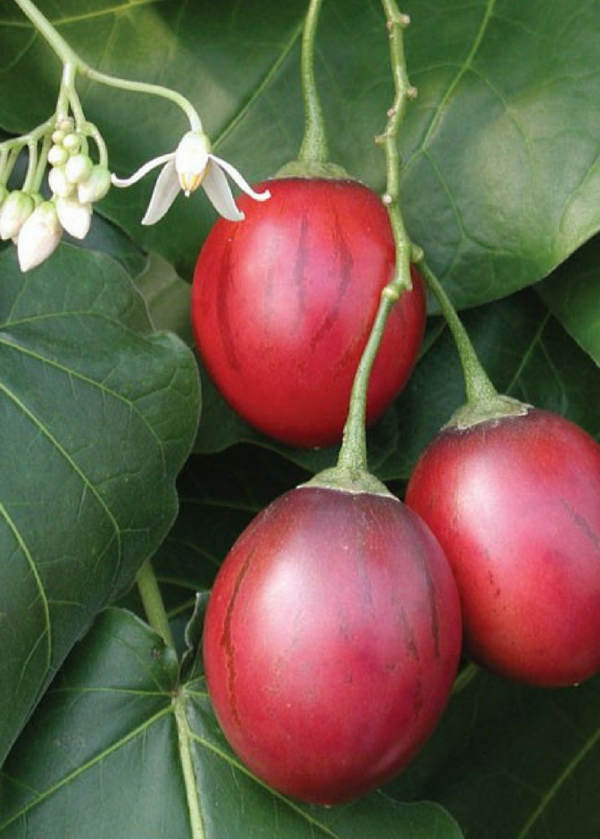 Tree Tomato Plant, Rare Fruit | Sow Exotic