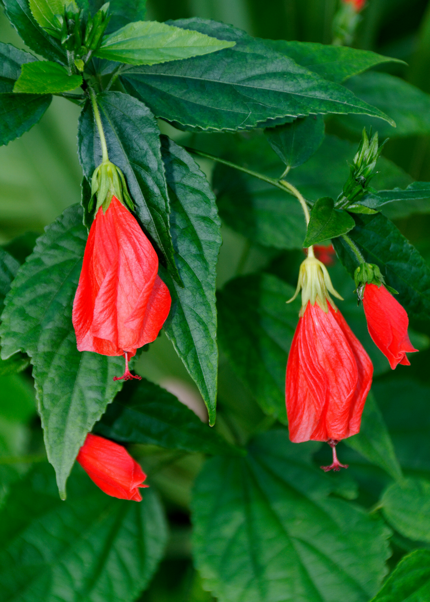 Turk's Cap Edible Flower | Sow Exotic