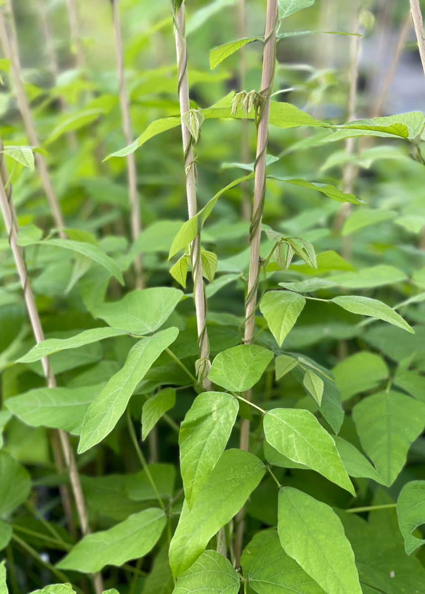 Velvet Bean Plant, Fruiting Vine, Mucuna pruriens | Sow Exotic