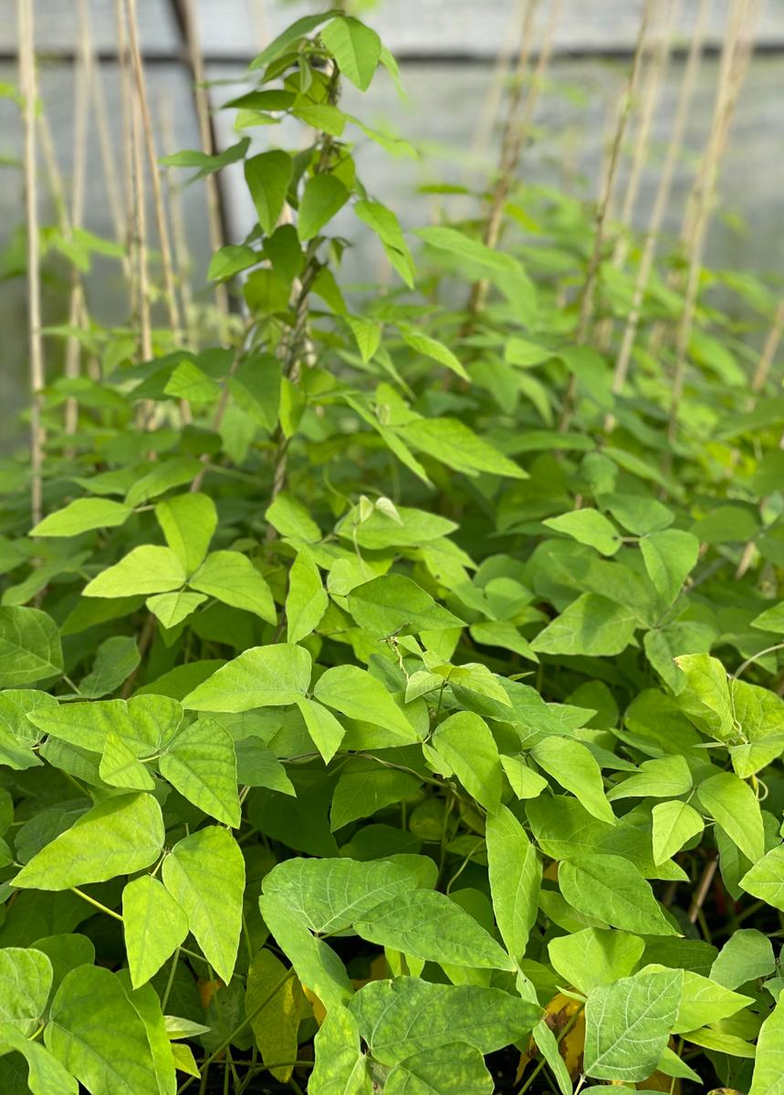 Velvet Bean Plant, Fruiting Vine, Mucuna pruriens | Sow Exotic