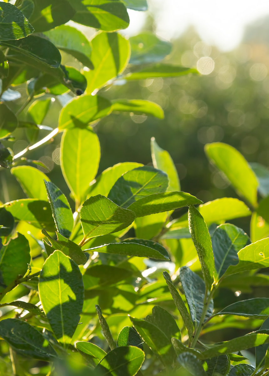 Yerba Mate Tea Tree | Live Plant | Sow Exotic